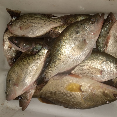 Baby Bass Green Crappie/bass Jig 99 5 per Pack 4 Sizes 2 Hook Styles ...