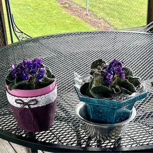 Vat Star Race African Violet Live Plant, Young Starter in a 4 Pot ...