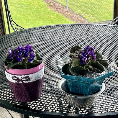 Vat Star Race African Violet Live Plant, Young Starter in a 4 Pot ...
