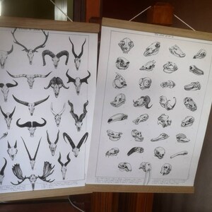 Bobby Badger Enamel Pin Badger Skull - Etsy