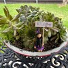 Witch Potsitter- Flower Pot Sitter- House Warming Gift - Flower Pot ...