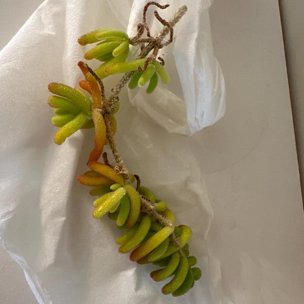 Beautiful Succulent: Dicrocaulon Ramulosum (l.bolus) Ihlenf Purple ...