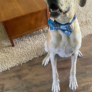 Rainbow Paw 2 Inch 1 Inch Dog Collar Big Dog Collar - Etsy