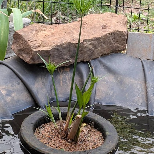 Dwarf Papayrus - Cyperus Haspan Dwarf Papyrus~dwarf Papyrus Water Pond ...