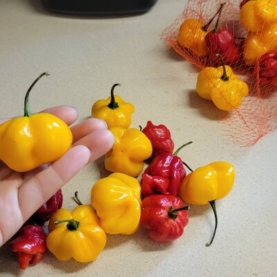 Trinidad Moruga Scorpion Pepper Dried Pods 15 Pods - Etsy