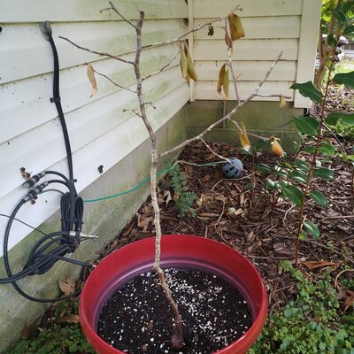 Luna & Moth Food Sweet Gum Leaves Liquidambar Styraciflua Host Plant - Etsy