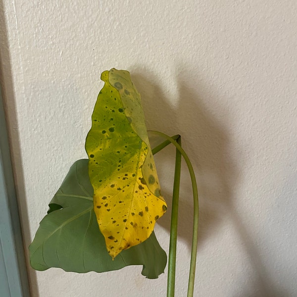 Luna & Moth Food - Sweet Gum Leaves- Liquidambar Styraciflua - Host ...