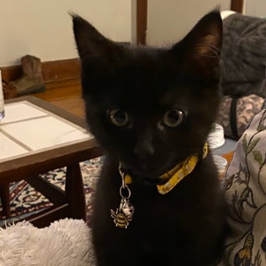 Cute Cat Collar Boy Collar Black Cat Collar Kitten | Etsy