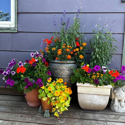 Frizzle Sizzle Yellow Blue Swirl Pansy Seeds 25 Thru 1,000 Seeds - Etsy