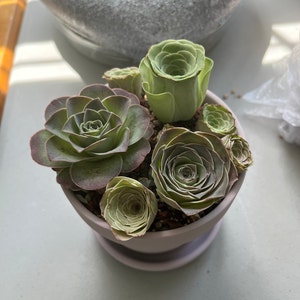 Lithops Aucampiae 'jackson's Jade' C395 10 Seeds - Etsy