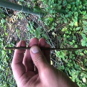 Luna & Moth Food Sweet Gum Leaves Liquidambar Styraciflua - Etsy