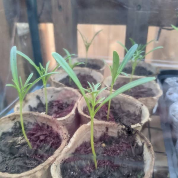 50+ Dara Daucus Flower Seeds / Daucus Carota /false Queen Anne's Lace ...