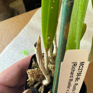 Awarded cotton Candy Phal. Cheng-de Beauty 'sakura' AM/AOS , Handsome Plant in 4 Pot With 25-28 ...