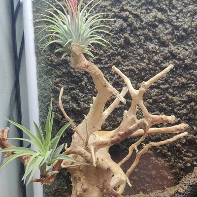 AZALEA REDMOOR ROOTS Terrarium Supplies Decorative Roots Terrarium ...