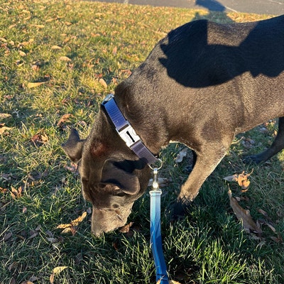 Personalized Dog Collar Laser Engraved Monogram Pet Id Tag Silver Gold ...