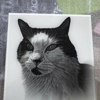 Cejf Meaning | Custom Balkan Wall Prints | Printable Art | Digital ...