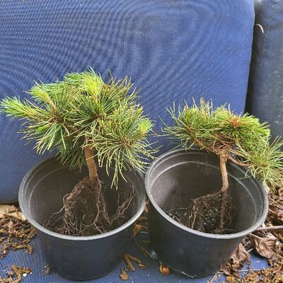 Bristlecone Pine. Pinus Aristata. Natural Dwarf. Young Tree Ready for ...
