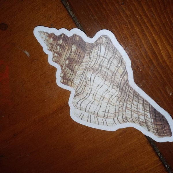 Sea Shell Sticker, Durable Beachy Vintage Best Vinyl Stickers, Antique ...