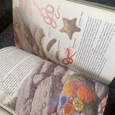 Piggybook. Anthony Browne Books. Pigs.pig. Reading. Fun.anti Stereotype ...