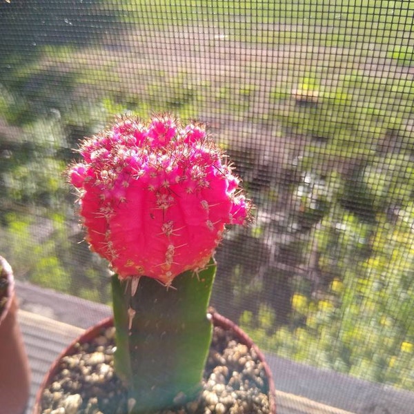 Grafted Pink Cactus Plant - Etsy