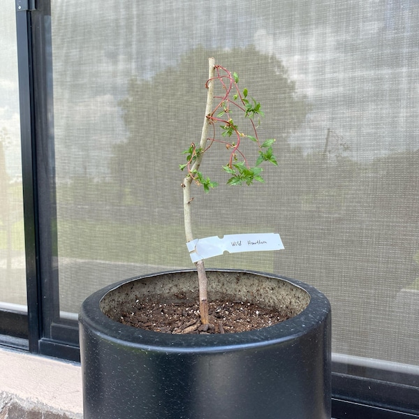Chinese Chestnut Tree, Potted, 中华板栗树苗甘栗 - Etsy