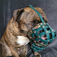 Maulkorb aus Biothane Kurzschnauze Mops Bulldogge - Etsy.de