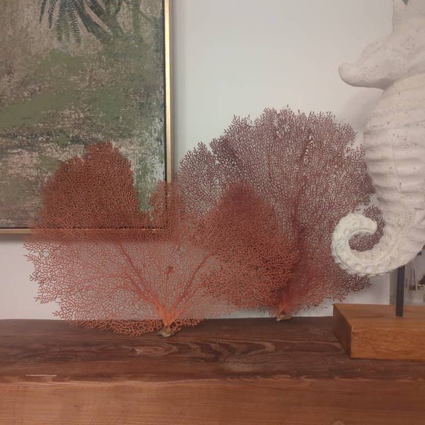 Coral, Real Coral,beautiful Natural White Coral,natural Coral Tree - Etsy