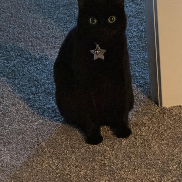 Mini Dog Tag for Dogs, the Bean, Dog Tag, Kidney Bean, Personalized ...