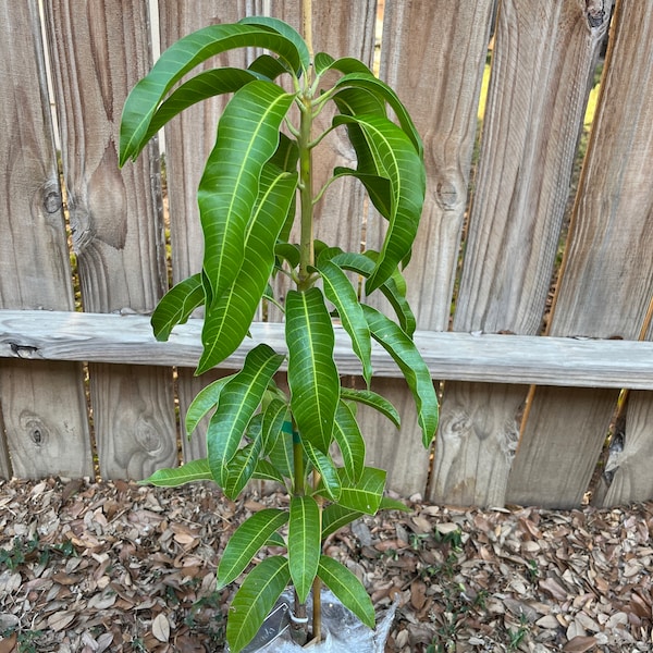 Lychee Tree - Air Layered/ Large Roots and Ready to Plant : Hak Ip - Etsy