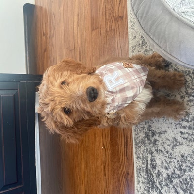 Black and Rose Gold Plaid Dog Bandana Black White Buffalo - Etsy