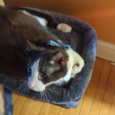 Blue Plaid Personalised Dog Harness, Handmade Harness Collar and Leash ...