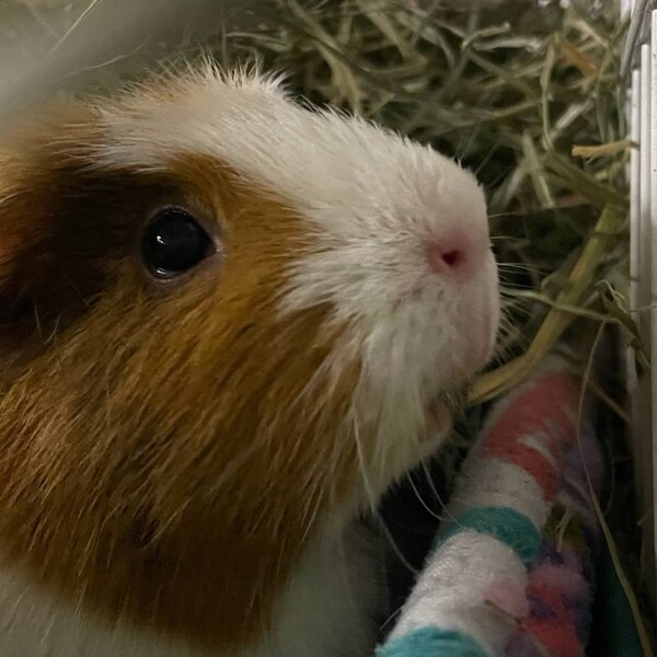 Organic Pea Flakes 225g (7.93 Ounces) Hamster Guinea Pig Rabbit Treats ...