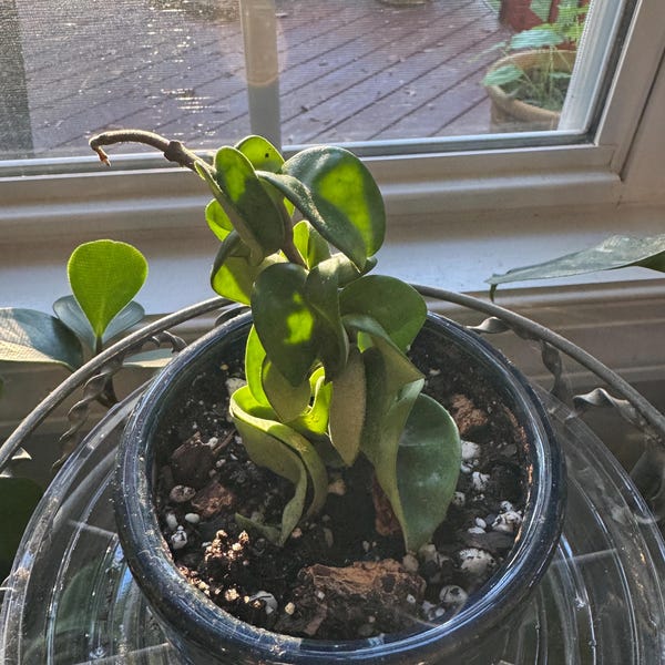 Peace Dove Tree Topper Gold Olive Branch Gift Idea Sale Metal Wall ...