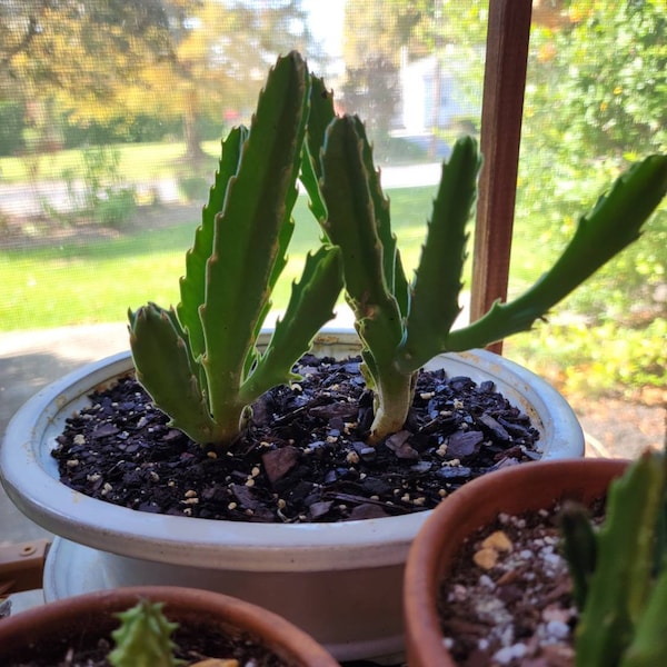 Dwarf Papayrus - Cyperus Haspan Dwarf Papyrus~dwarf Papyrus Water Pond ...