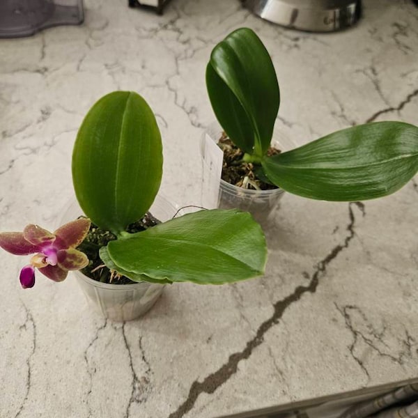 Phal. Hornglin Sweet Corn, Blooming Size, FREE SHIPPING - Etsy