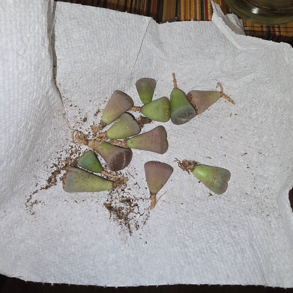 SEEDS Lithops Aucampiae 'jacksons Jade' 20seeds C395 - Etsy