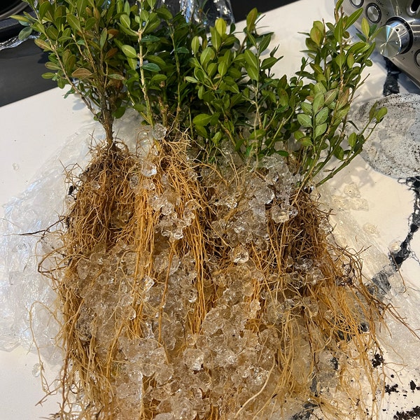 Green Mountain Boxwood Upright Conical Buxus Live Plant Low Maintenance ...