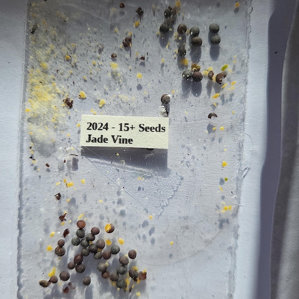 5 of Jade Vine Strongylodon Macrobotrys Flower Seeds - Professional ...