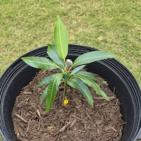 Ice Cream Dwarf Mango Tree Grafted 18 to 24 - Etsy Canada
