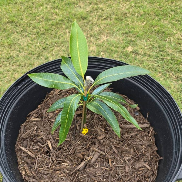 Malika Dwarf Mango Tree Grafted - Etsy