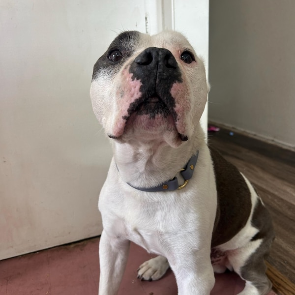 1/2" Super Heavy Beta Biothane Raw Material by the Foot: Waterproof ...