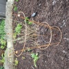 Rusty Metal Peony Garden Support Cage Frame Peonies Herbaceous Plant ...