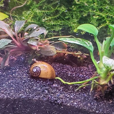 Tangerine Beauty Crossvine Bignonia Capreolata 20 Seeds - Etsy