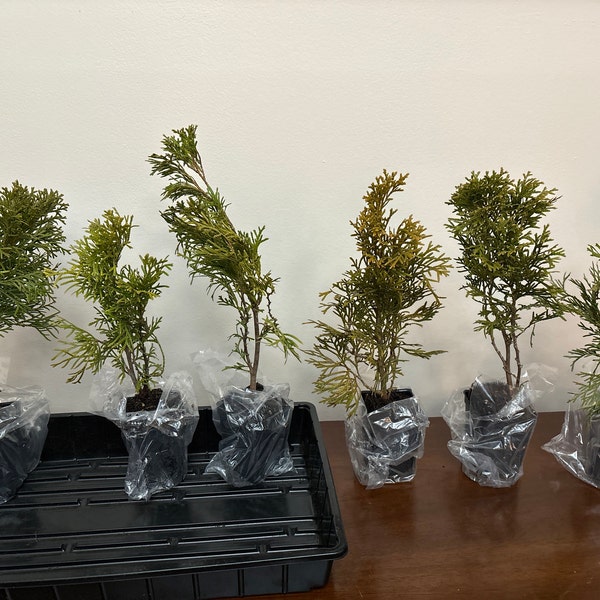THUJA 'JANED GOLD' - Starter Plant - Approx 8 Inch - Etsy