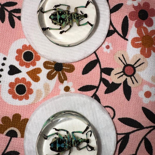 Real Moss Transparent Mushroom Plugs, Nature Tunnels, Real Plant ...