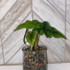 Alocasia Jacklyn rare Plant : Indoor Plants Easy Care Houseplant ...
