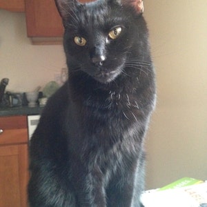 Modified Hoxsey With or Without Boneset - Etsy