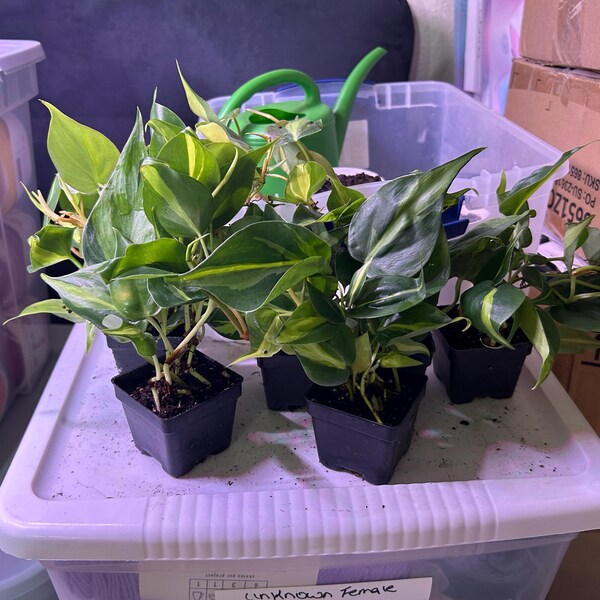 FOSTER 4-pack LIVE 4 Inch Kalanchoe, Blooming Houseplant, Gardening ...