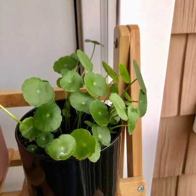 Hydrocotyle Vulgaris Copper Coin Plant, Chinese Coin Plant Marsh ...