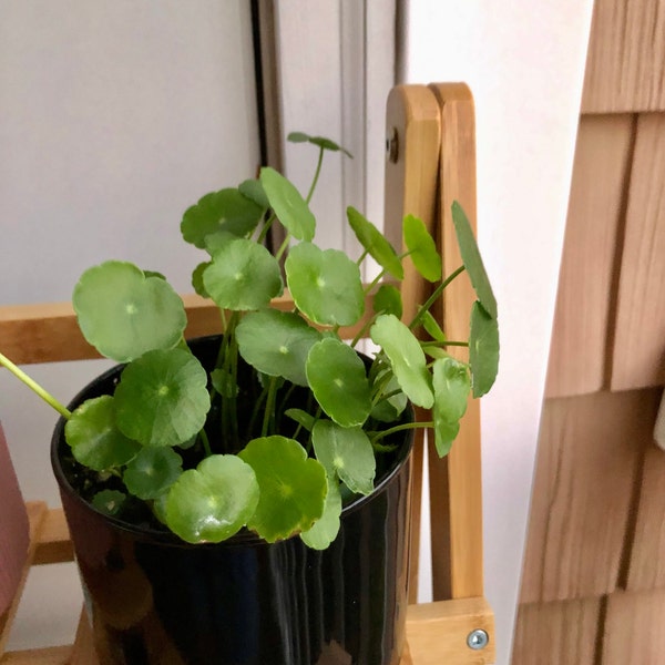 Hydrocotyle Vulgaris Copper Coin Plant, Chinese Coin Plant Marsh ...